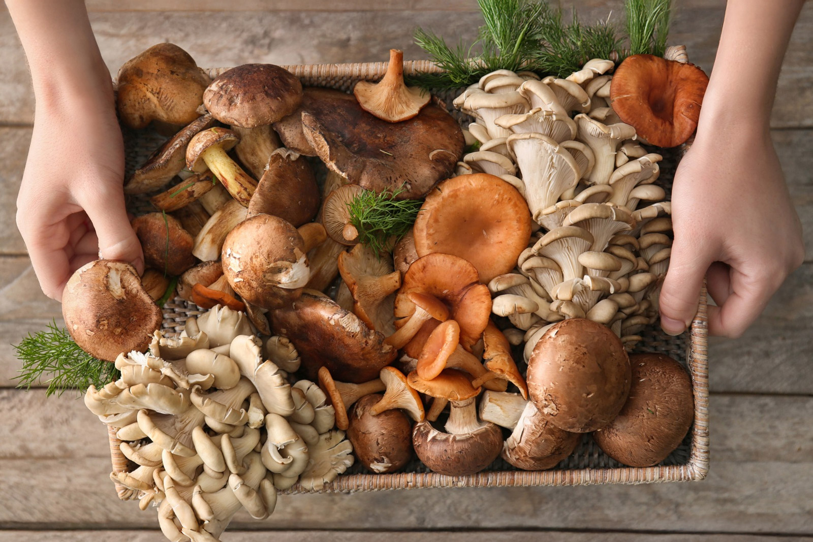 These Top 5 Mushroom Supplements Can Help Supercharge Your Memory and ...